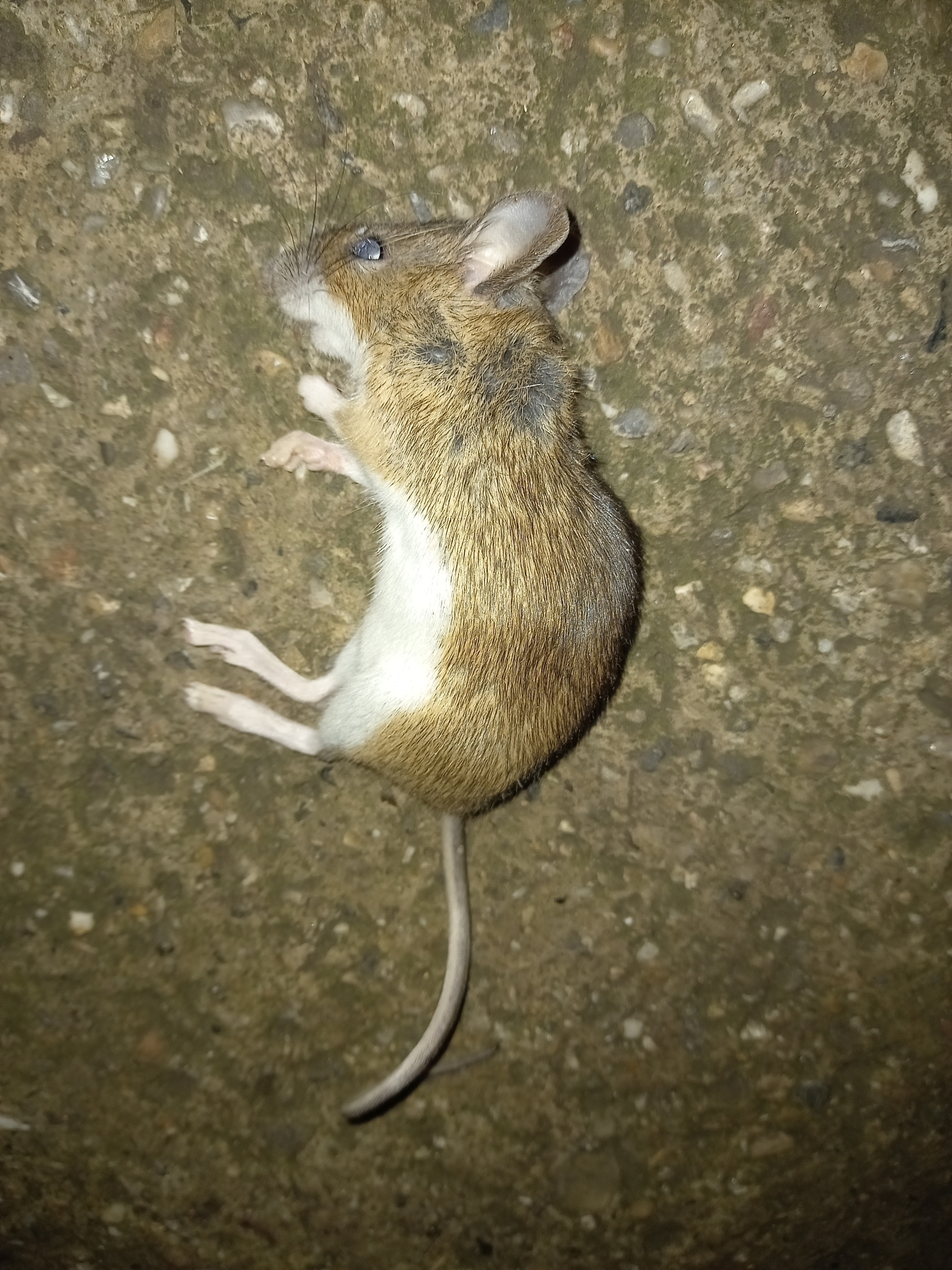 Apodemus uralensis (Pallas, 1811)