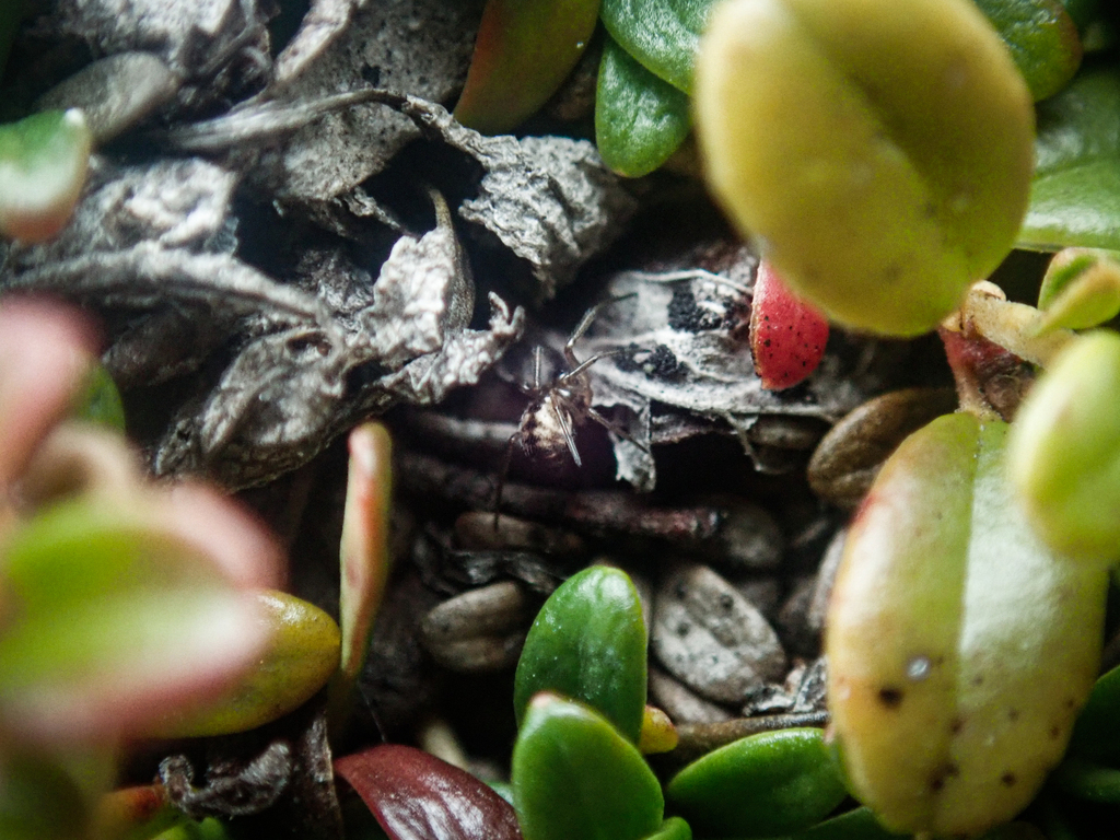 Microlinyphia from North Slope, AK, USA on July 11, 2022 at 09:41 AM by ...