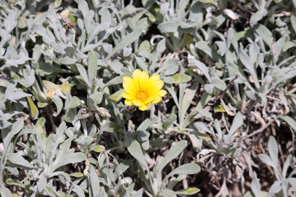 Greyleaf Trailing Gazania (Gazania rigens leucolaena) - Botanical Realm