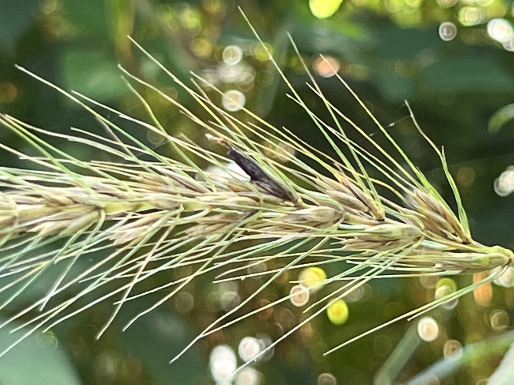 Ergots in July 2022 by Brian Hunt · iNaturalist