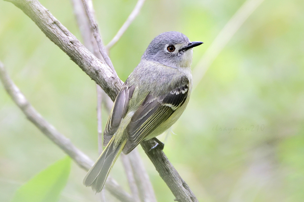 Vireos, Shrike-Babblers, and Erpornis (Vireonidae) - Avian Discovery