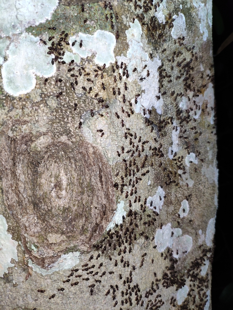 Nasute Termites in March 2019 by 15721196805 · iNaturalist