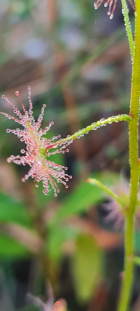 Tall sundew from Mondayong NSW 2540, Australia on July 12, 2022 at 09: ...