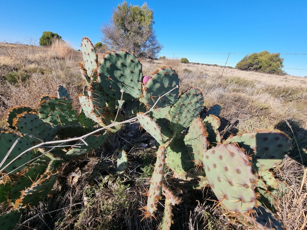 Orbiculate Prickly Pear Complex from Boshof, 8340, South Africa on July ...