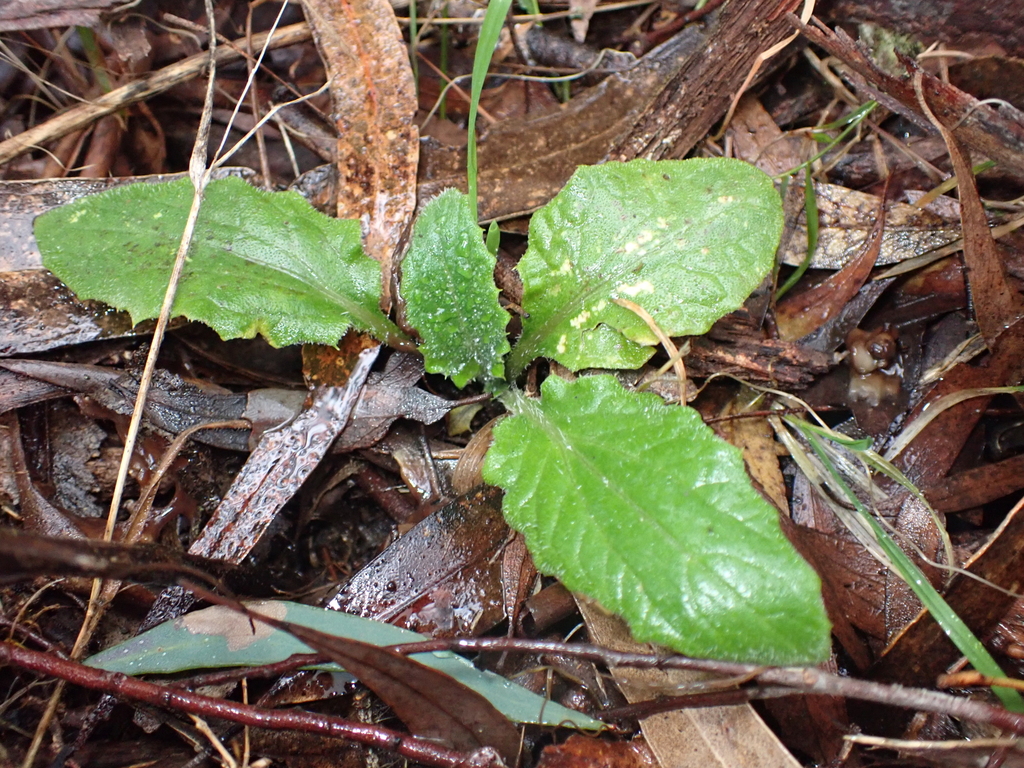 Austral bear’s-ears from Boho South VIC 3669, Australia on July 08 ...