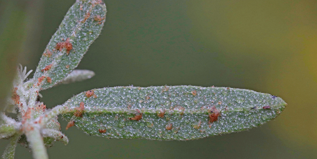 Texas croton (Plants of the Middle Rio Grande Bosque) · iNaturalist