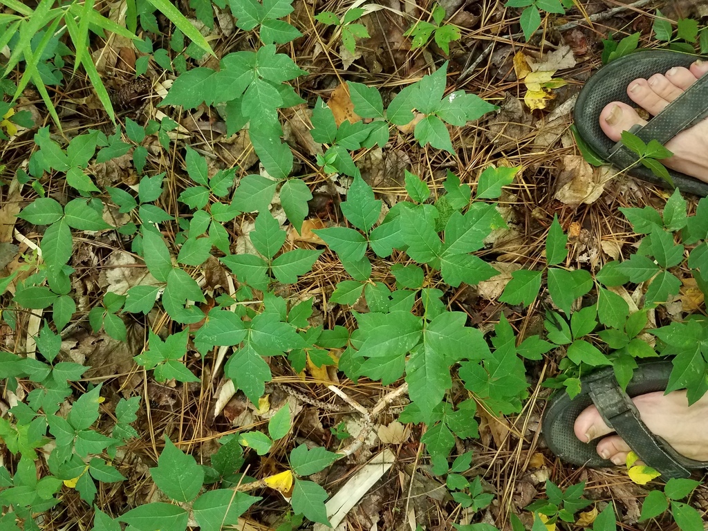 eastern poison ivy from Virginia Beach, VA, USA on July 11, 2022 at 03: ...