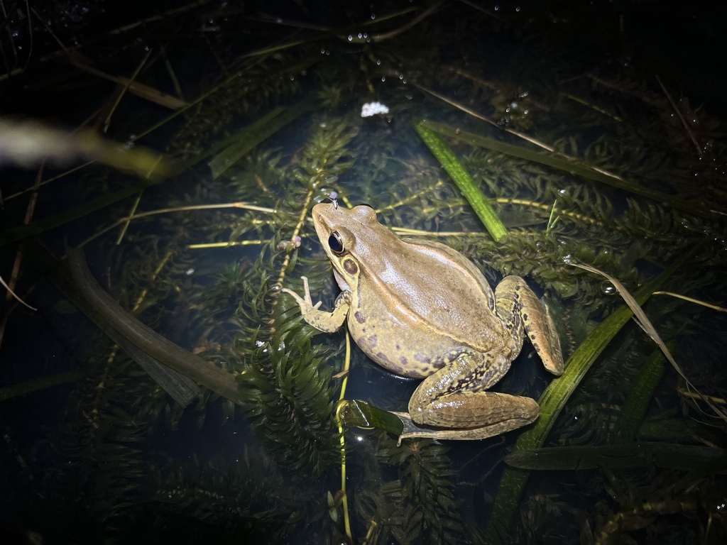 Guenther's Frog from 淡水區, TW on July 11, 2022 at 08:57 PM by 曾粲然 ...