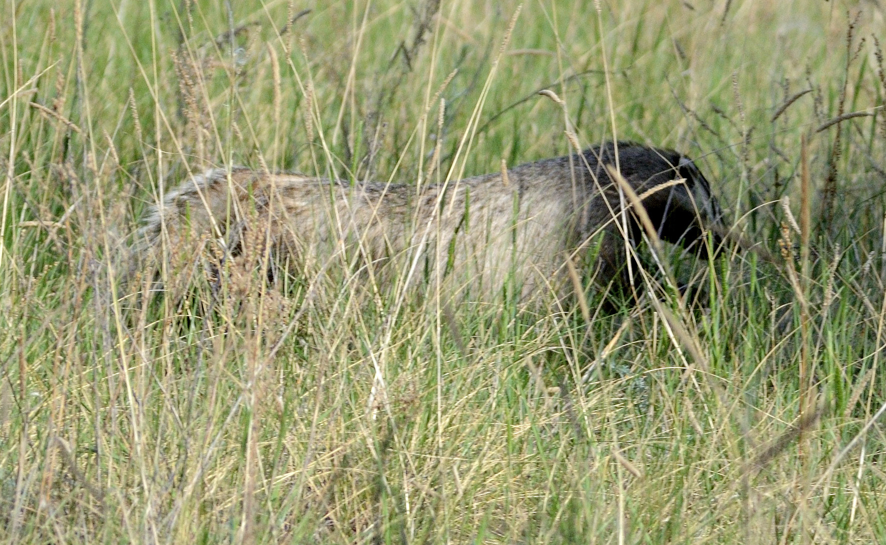 Meles leucurus (Hodgson, 1847)