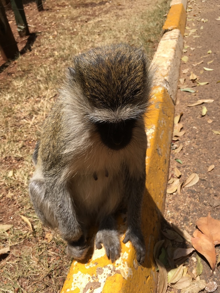 Hilgert's Vervet Monkey from Nairobi, Kenya on February 16, 2018 at 02: ...