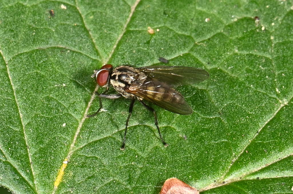 House Flies and Allies from Whitwell, Reepham, Norwich, UK on July 07 ...