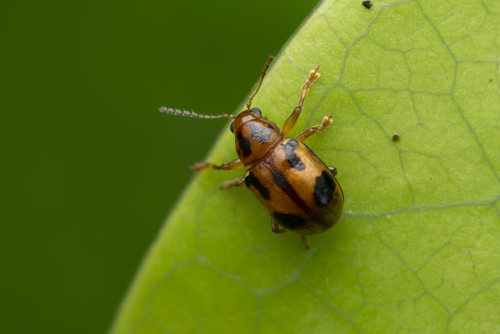 Photo 213551913, (c) Lawrence Hylton, some rights reserved (CC BY ...