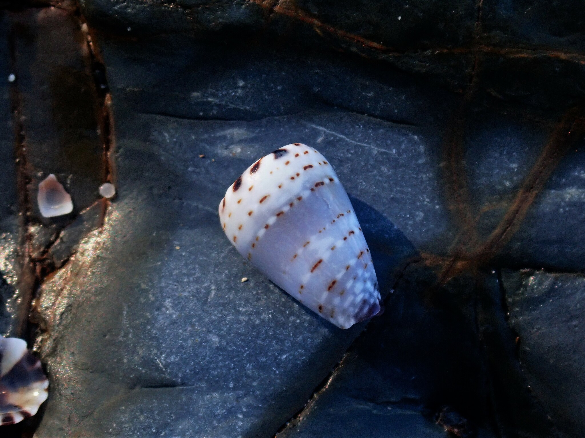 Conus musicus Hwass, 1792