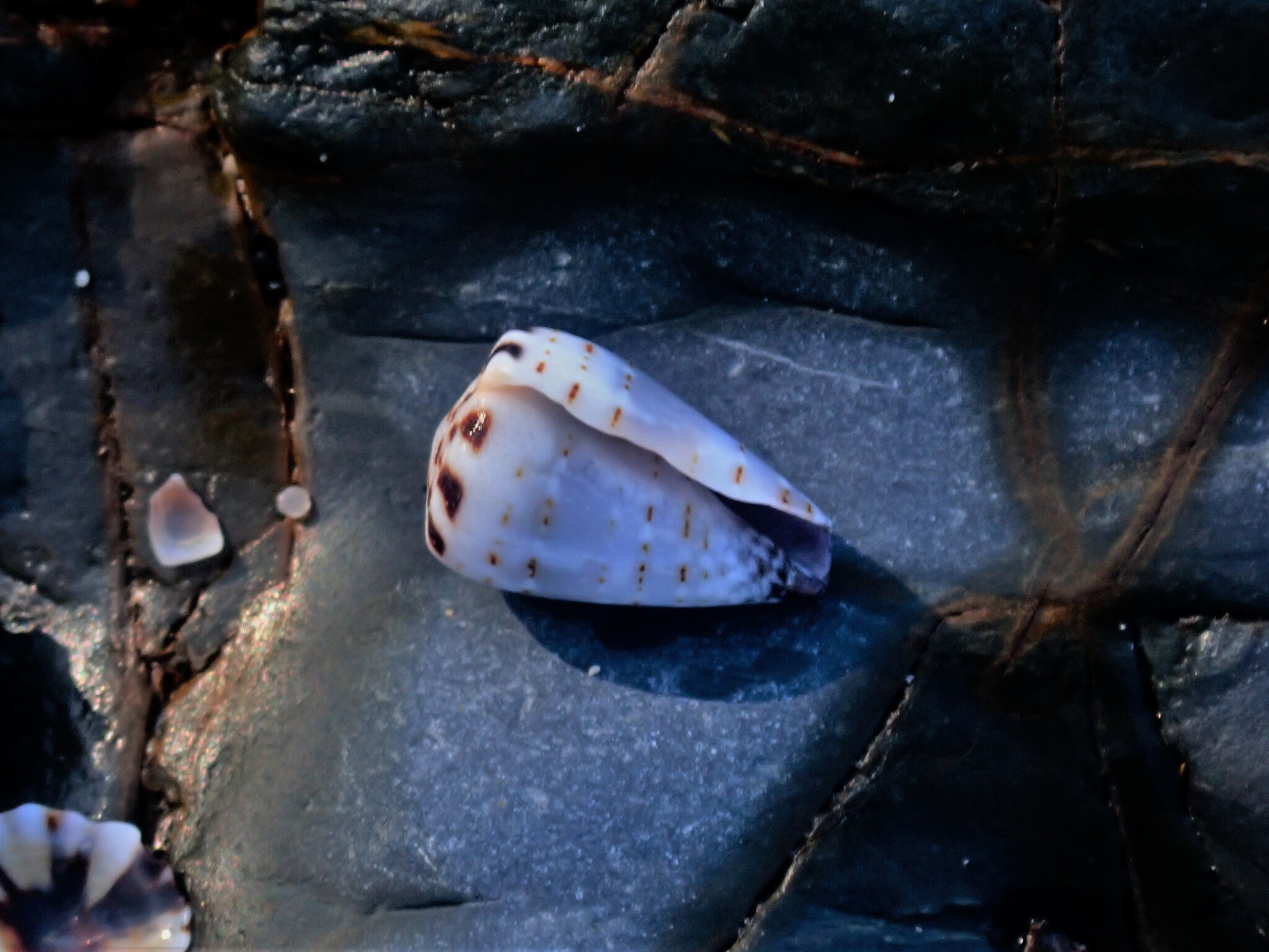 Conus musicus Hwass, 1792