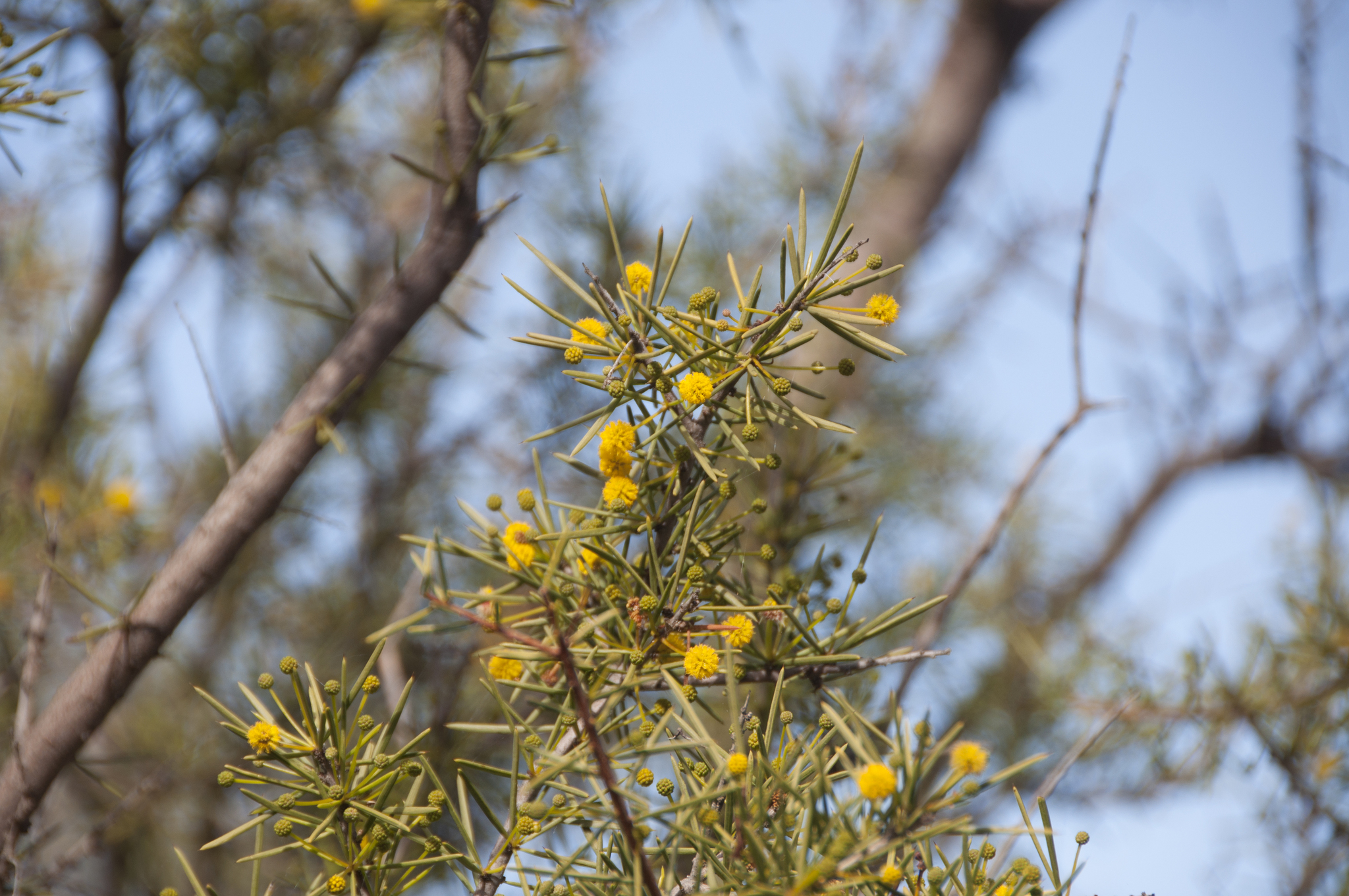 Acacia tetragonophylla F.Muell.