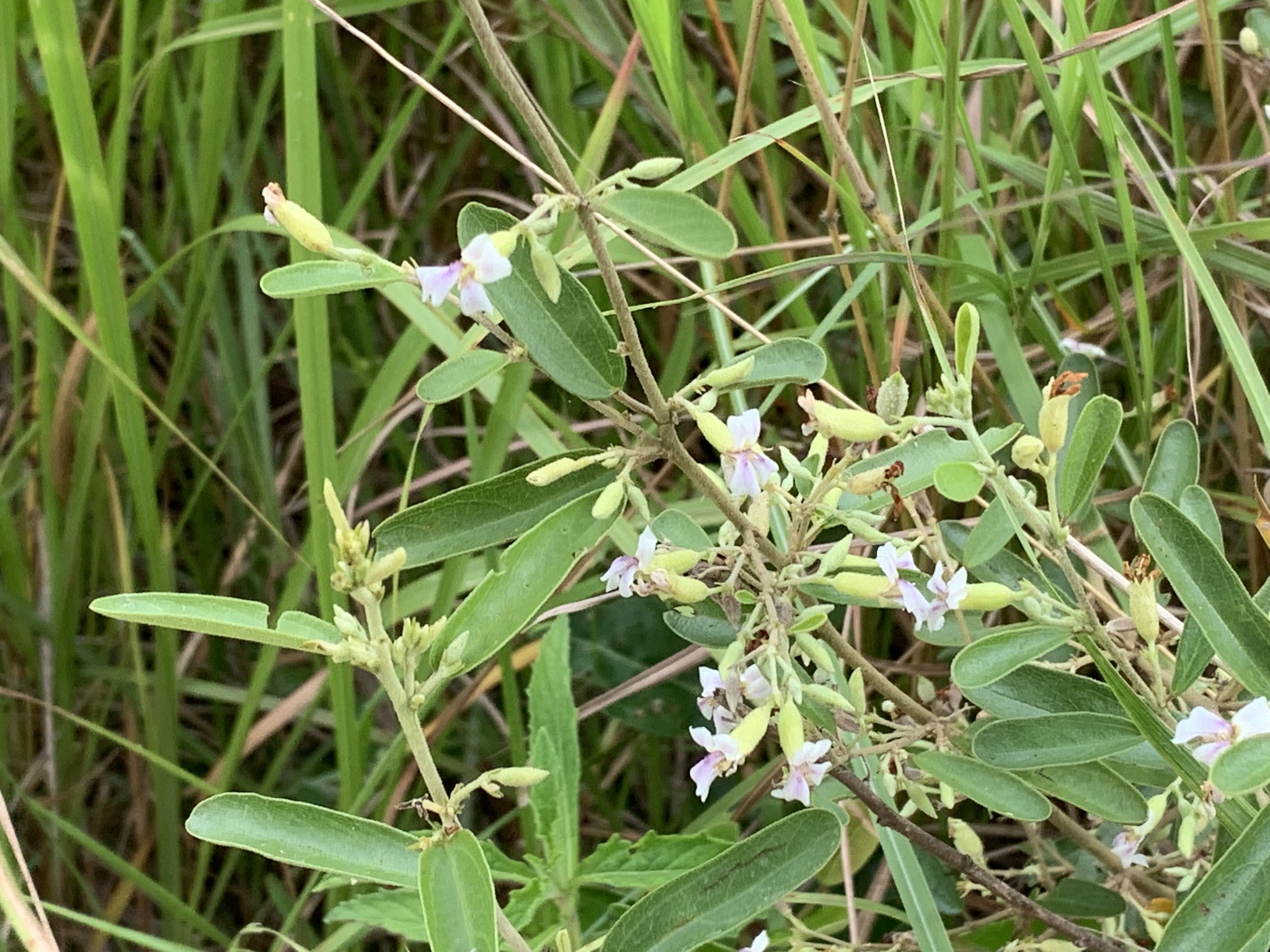 Helicteres angustifolia L.
