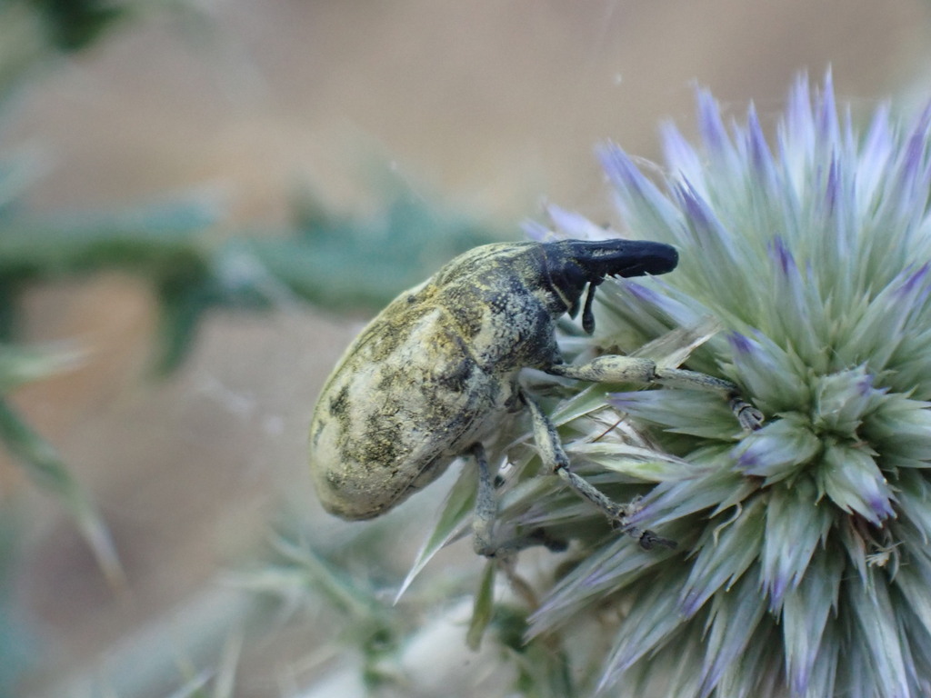 Larinus vulpes from 34430 Saint-Jean-de-Védas, France on July 11, 2022 ...
