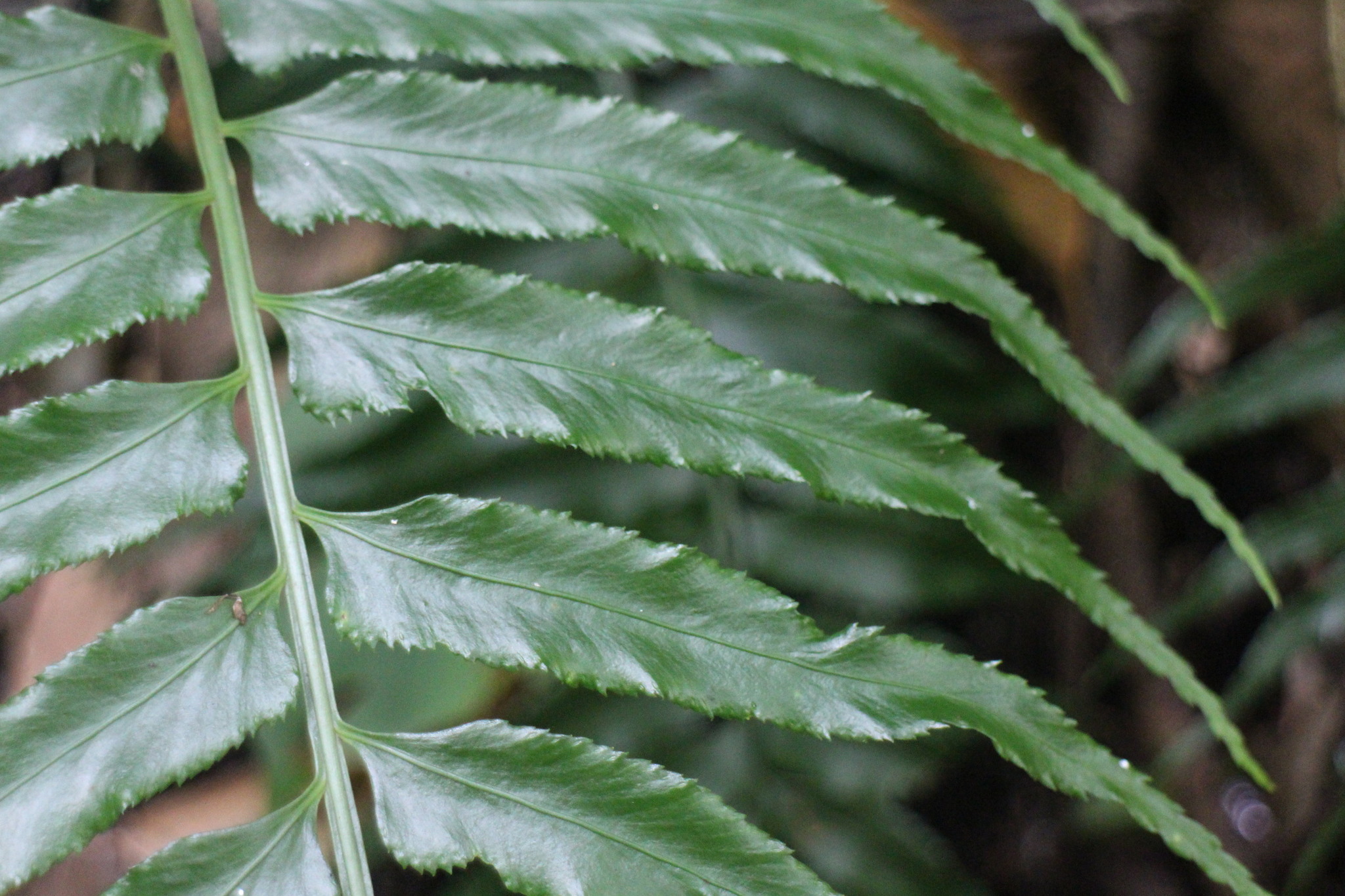 Asplenium wrightii D.C.Eaton ex Hook.