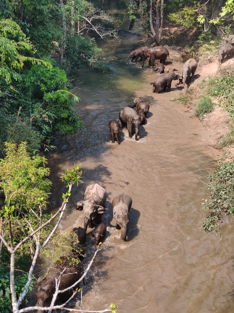 Indian Elephant in March 2019 by 15721196805 · iNaturalist