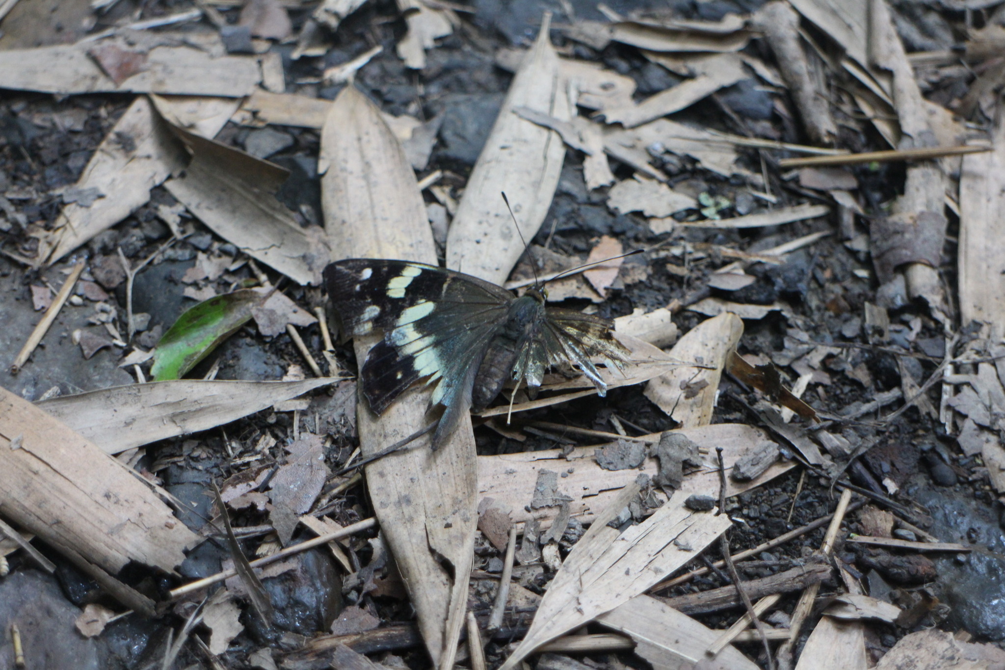 Apatura ulupi (Doherty, 1889)