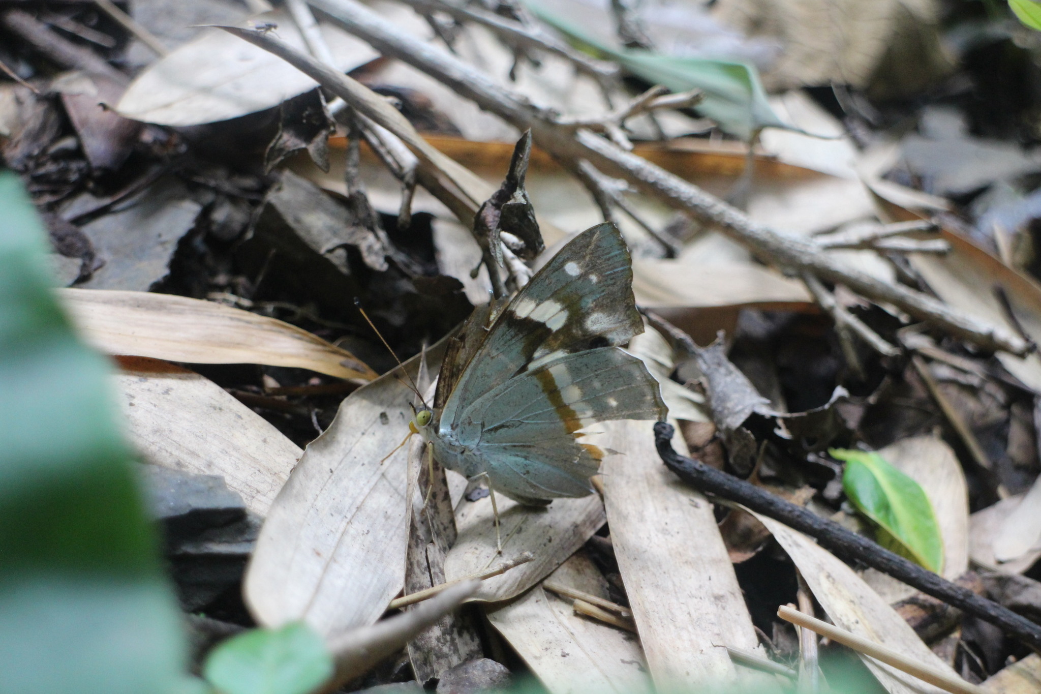 Apatura ulupi (Doherty, 1889)