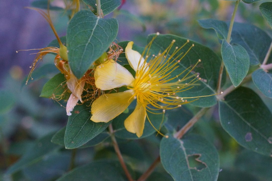 Hypericum hircinum L.