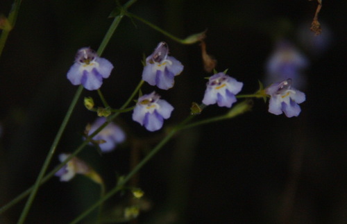 Vandellia thorelii · iNaturalist