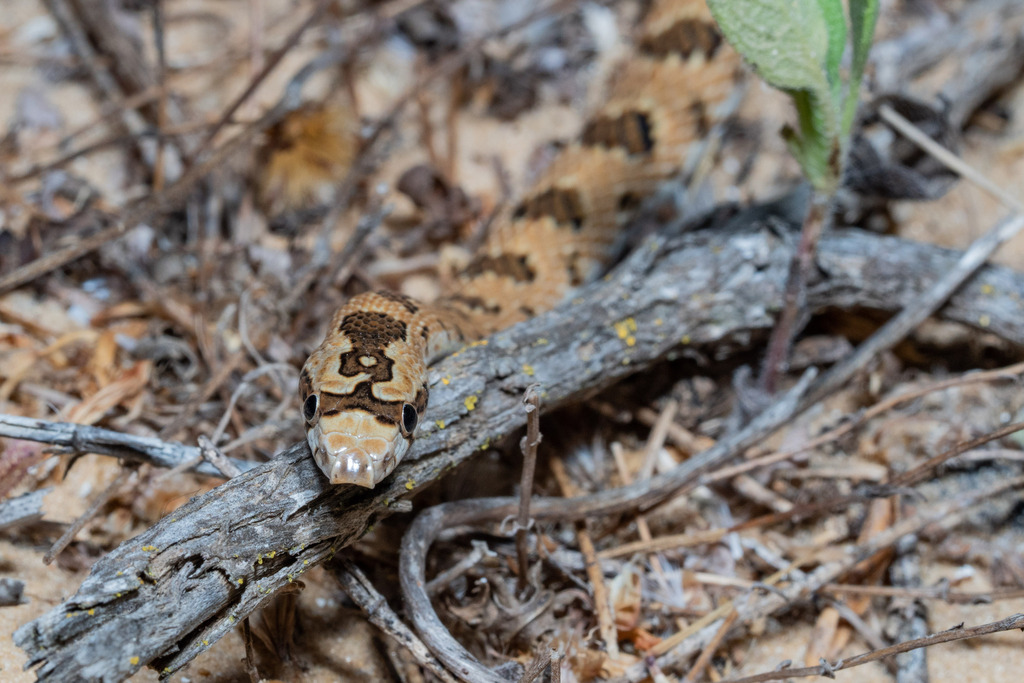 Awl-headed Snake from Holon, Israel on July 10, 2022 at 09:19 PM by ...