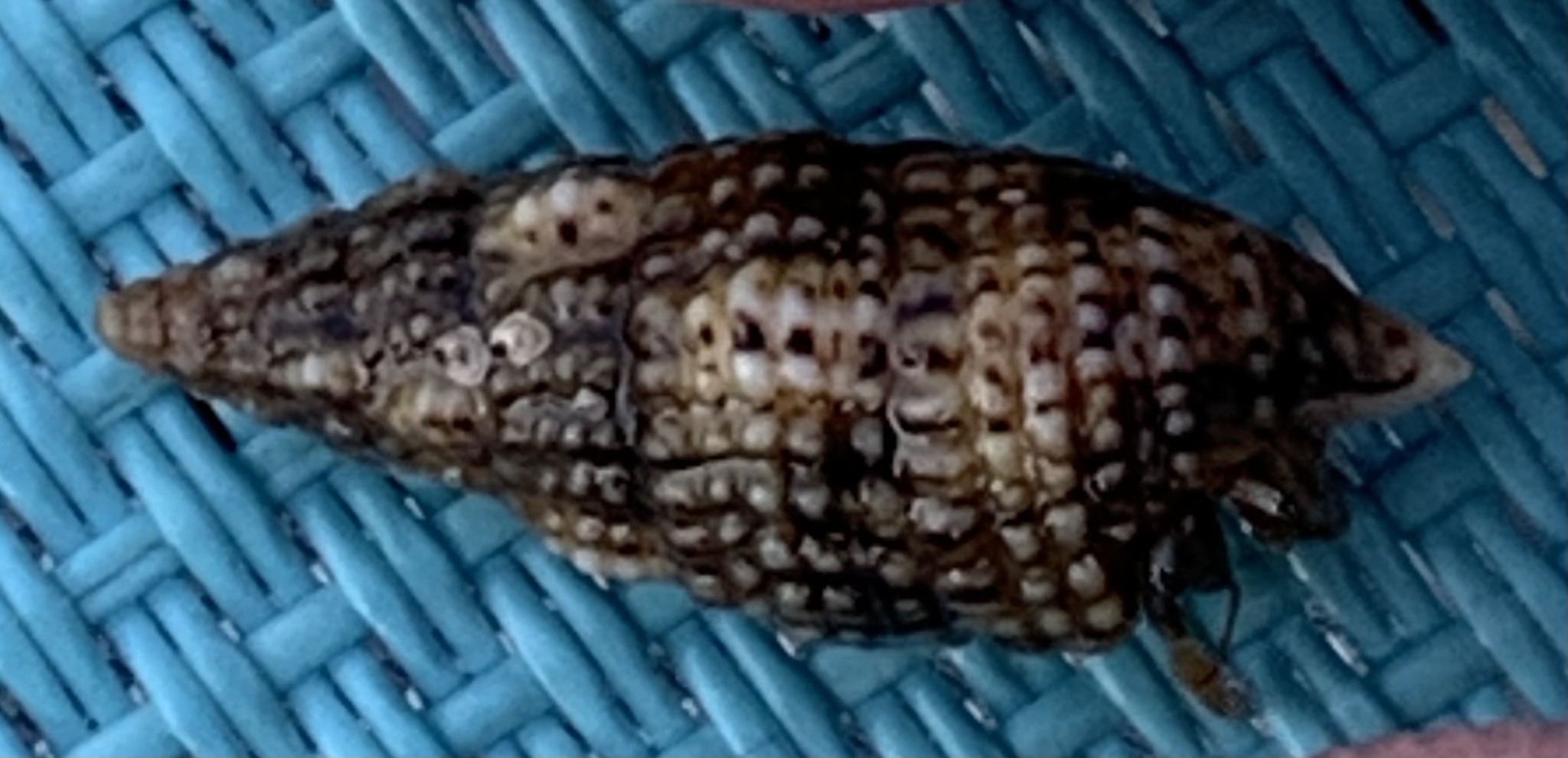 Cerithium lividulum Risso, 1826