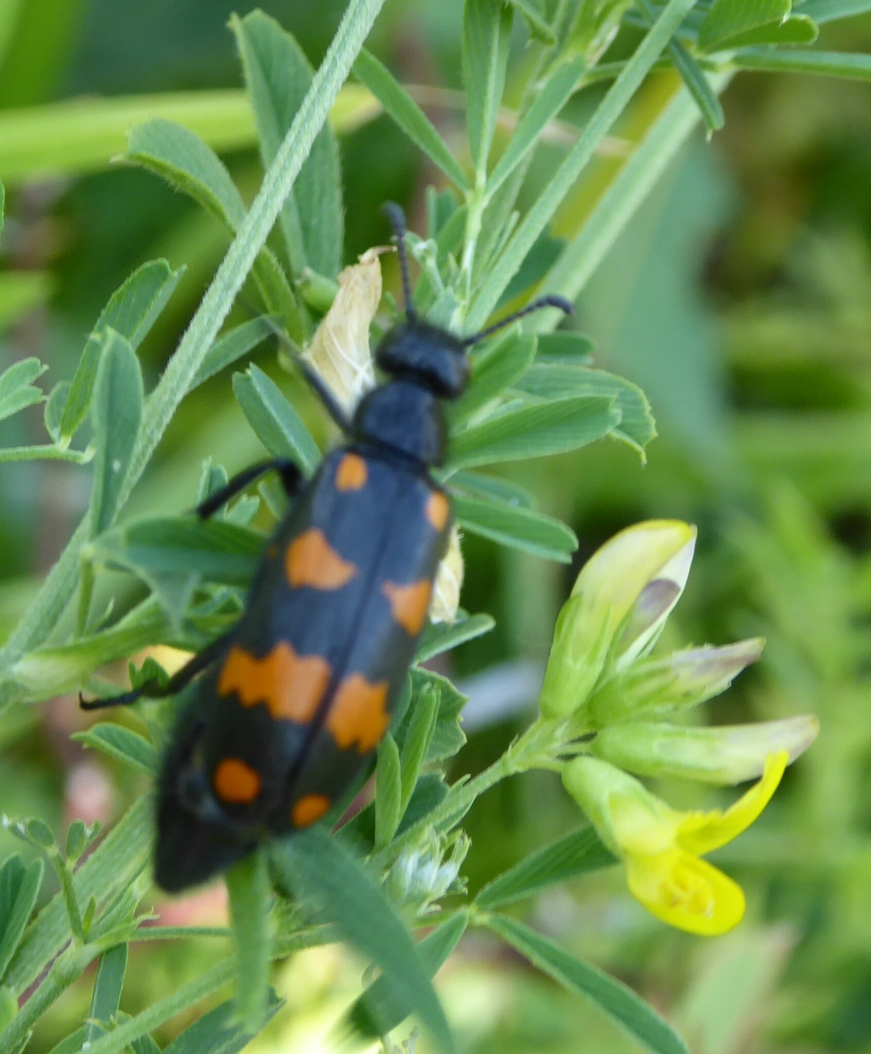 Hycleus polymorphus (Pallas, 1771)