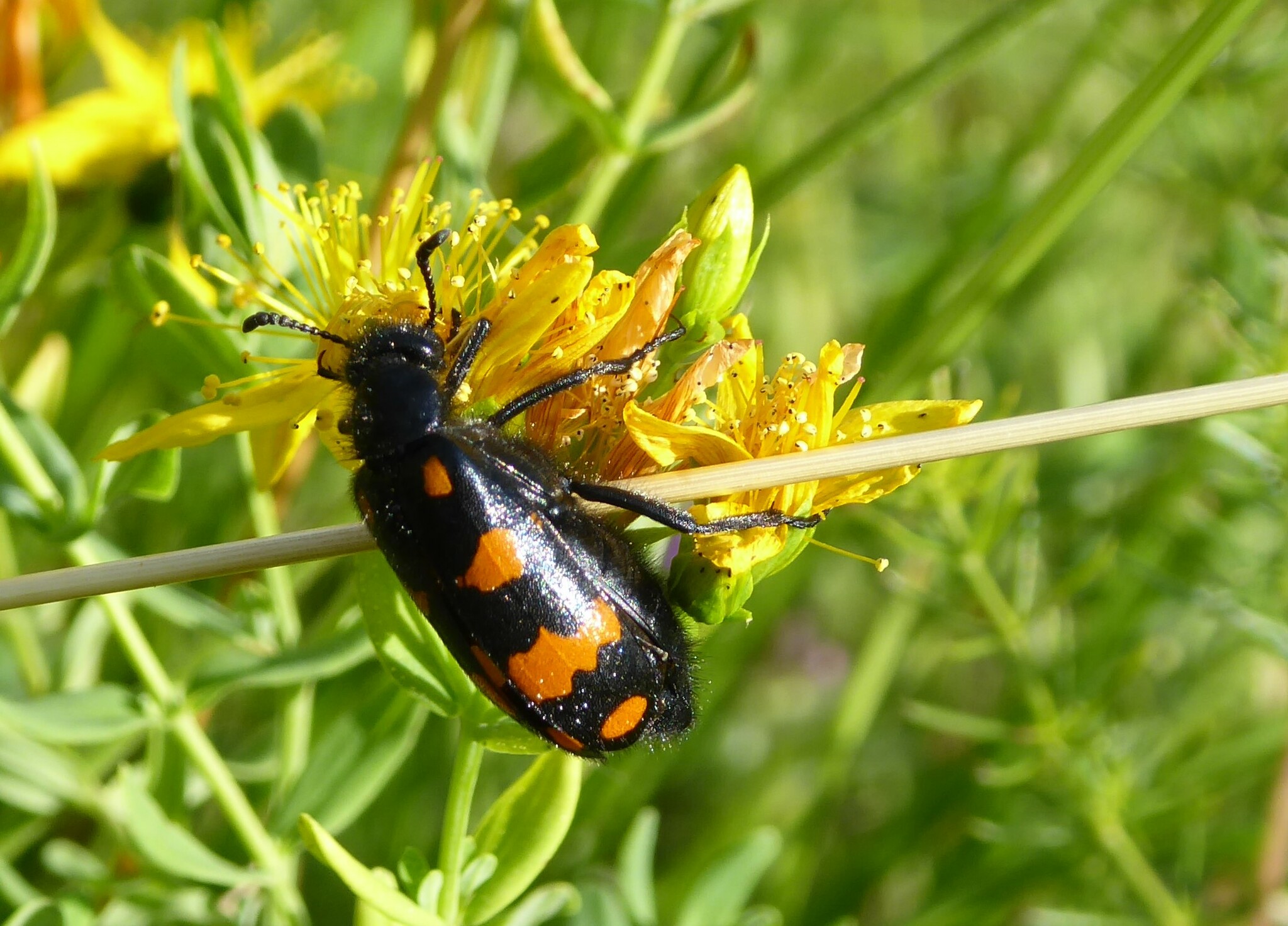 Hycleus polymorphus (Pallas, 1771)