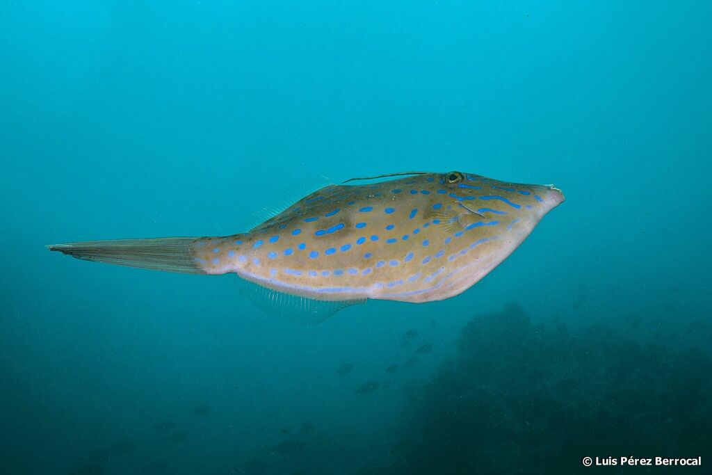 Dotterel Filefish (Mississippi Saltwater Fish species ( Extended ...