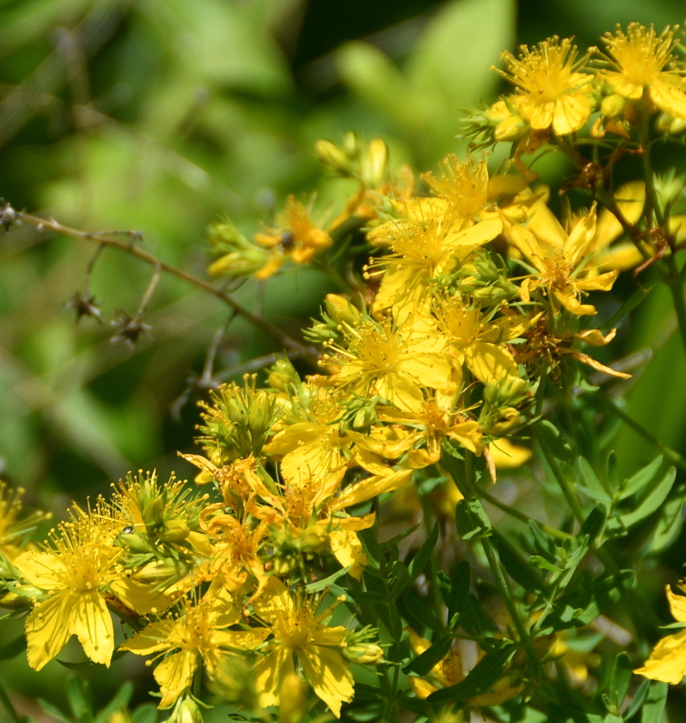 common St. John's-wort from Middle Creek Wildlife Management Area ...