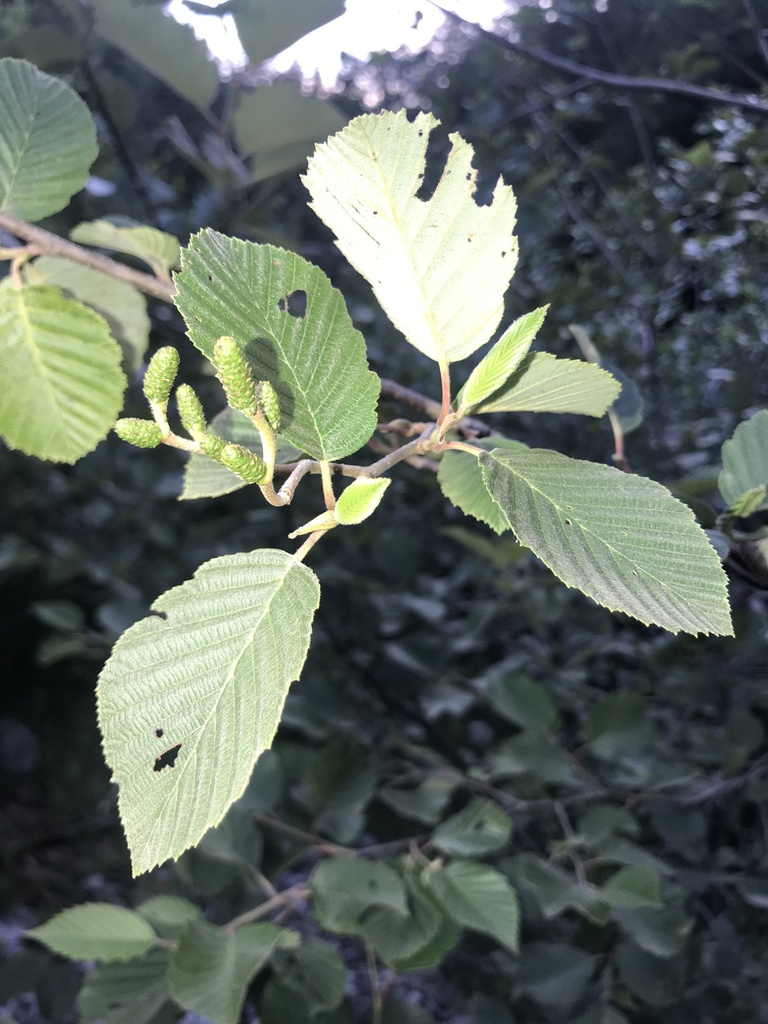 grey alder from Bärenmaisäß, Sonntag, Vorarlberg, AT on July 09, 2022 ...