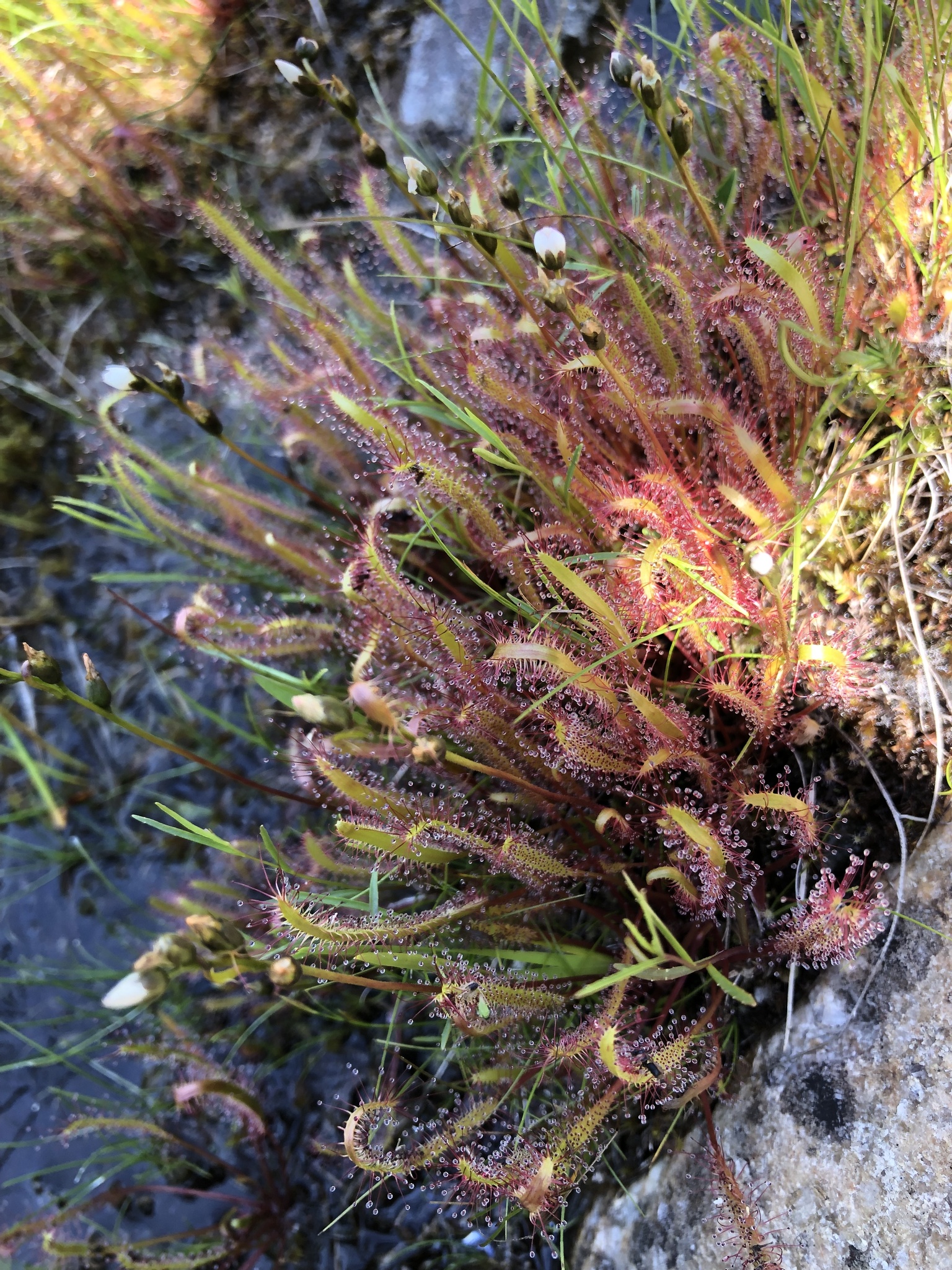 Drosera linearis Goldie