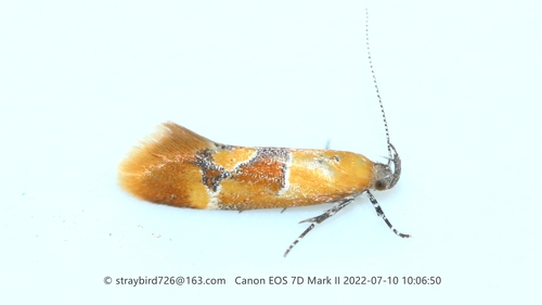 Callima conchylidella · iNaturalist