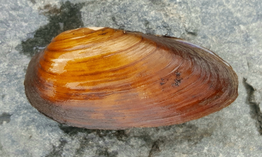 Spike (Freshwater Mussels of the French Creek Watershed) · iNaturalist