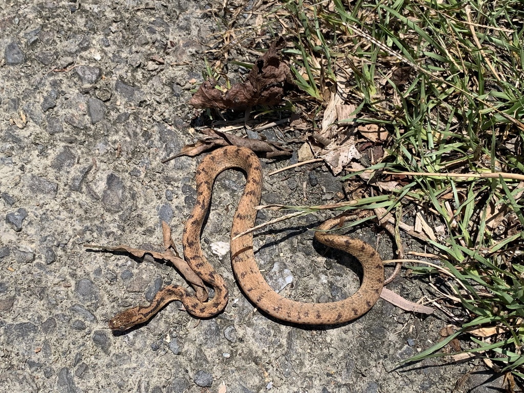 Atayal Slug-eating Snake from 雙埤路, 員山鄉, TW on July 11, 2022 at 11:40 AM ...