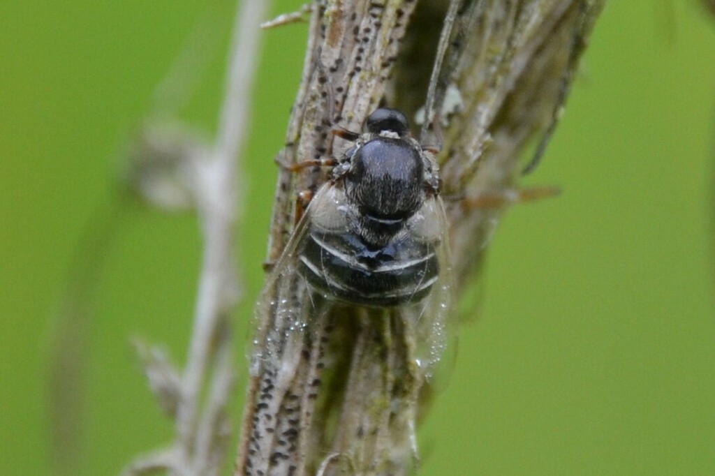 Ogcodes zonatus from 10500 Brienne-le-Château, France on June 26, 2022 at 03:09 PM by Maëlan ...