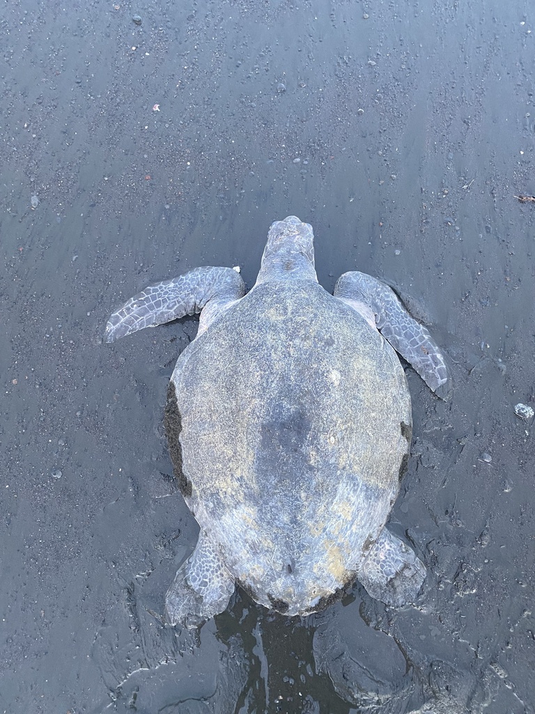 Olive Ridley Sea Turtle in July 2022 by rmetry · iNaturalist