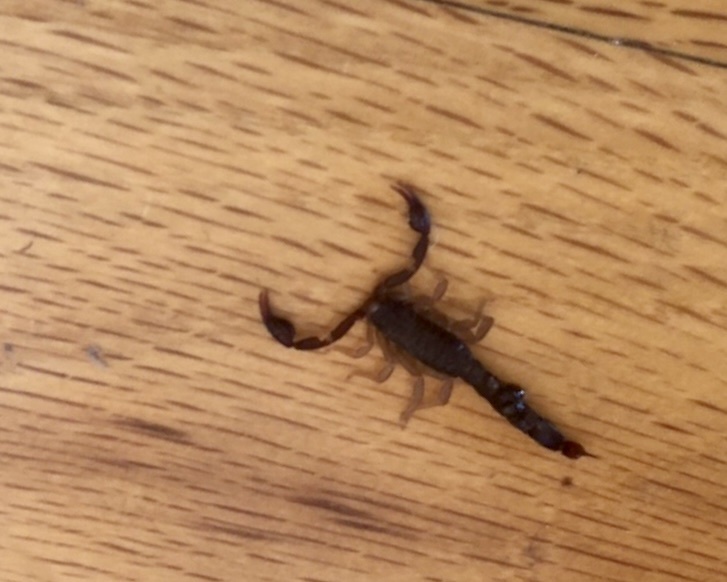 Southern Devil Scorpion from NC-10, Conover, NC, US on July 12, 2022 at ...