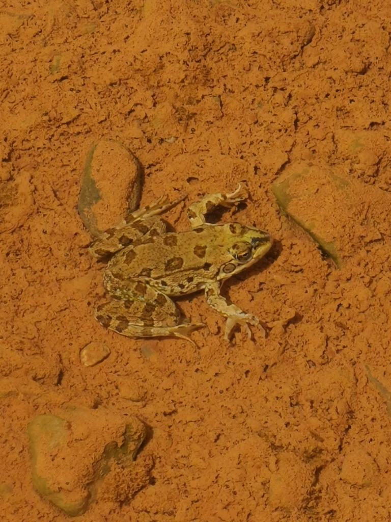 Sahara Frog from Tinghir Province, Morocco on July 12, 2022 at 11:17 AM ...