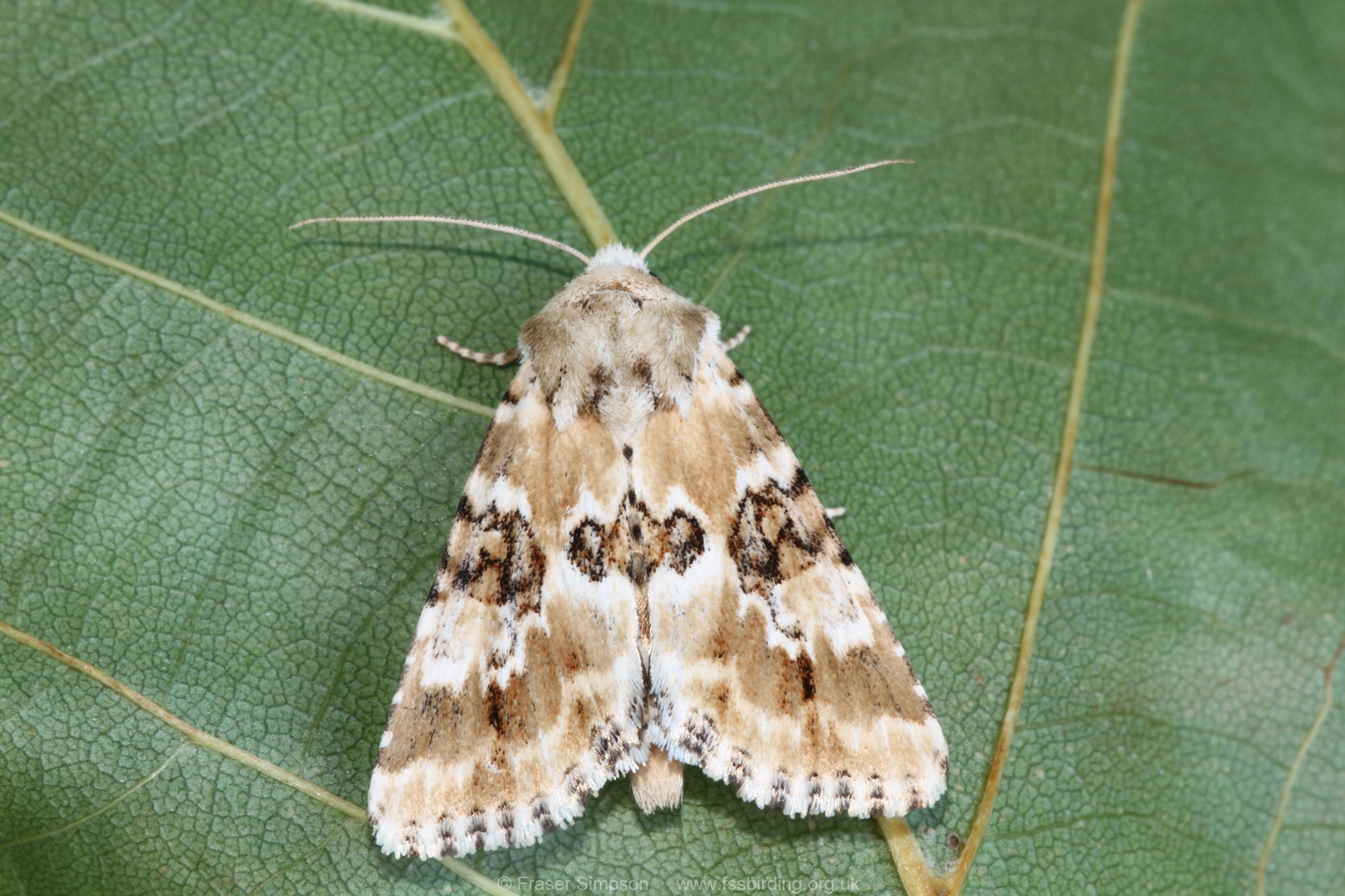 Eremobia ochroleuca (Denis & Schiffermüller), 1775
