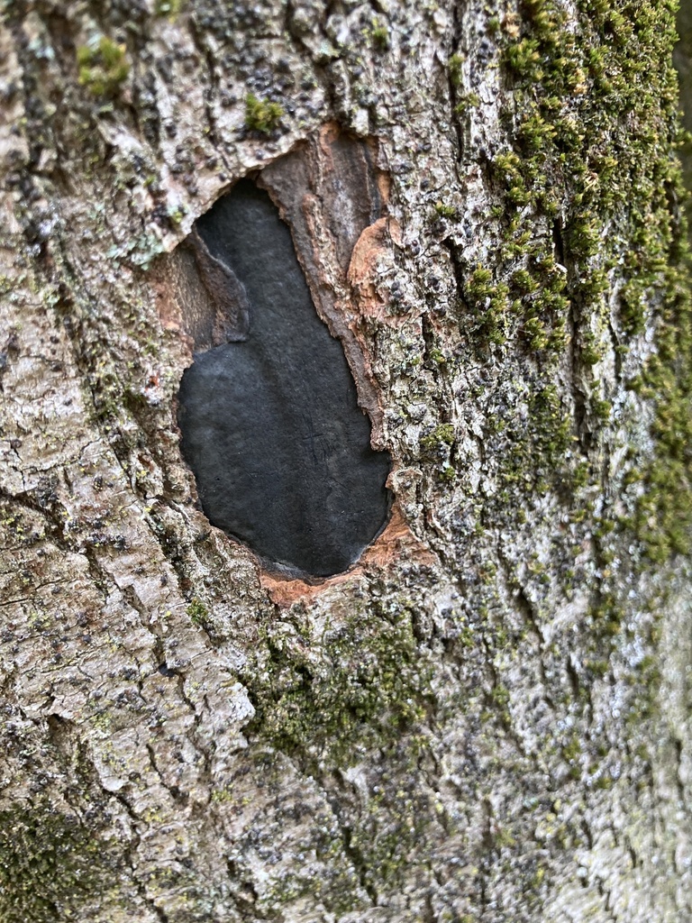 hypoxylon canker from Lassiter St, Durham, NC, US on July 12, 2022 at ...