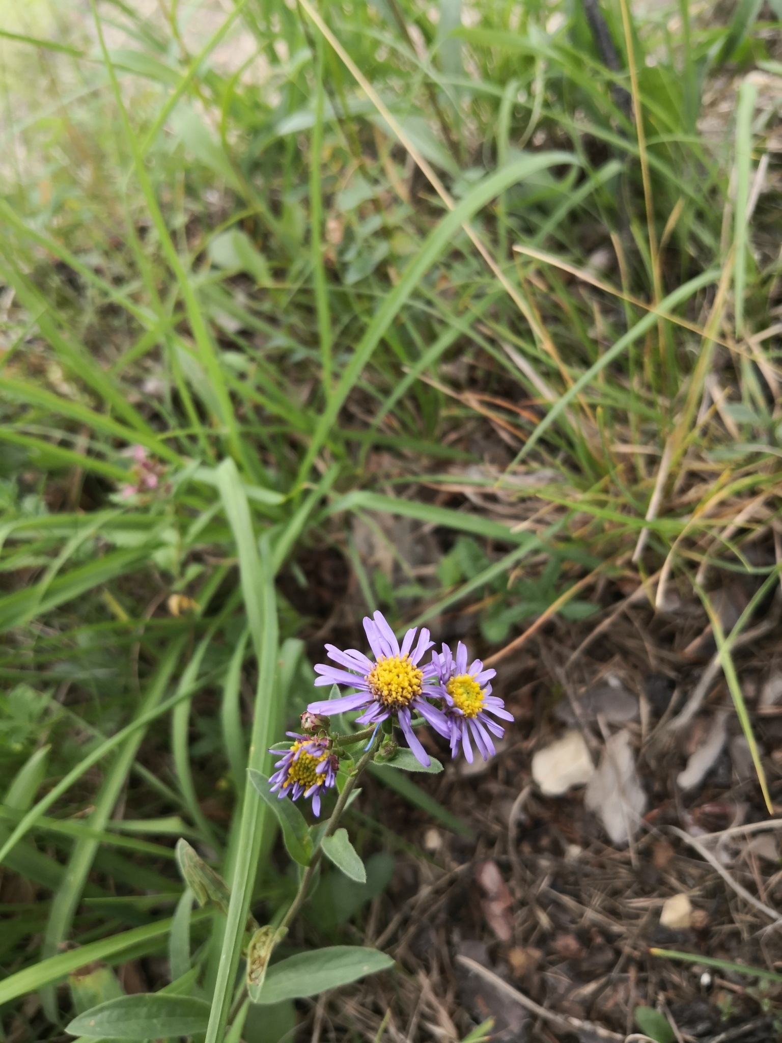 Aster amellus L.