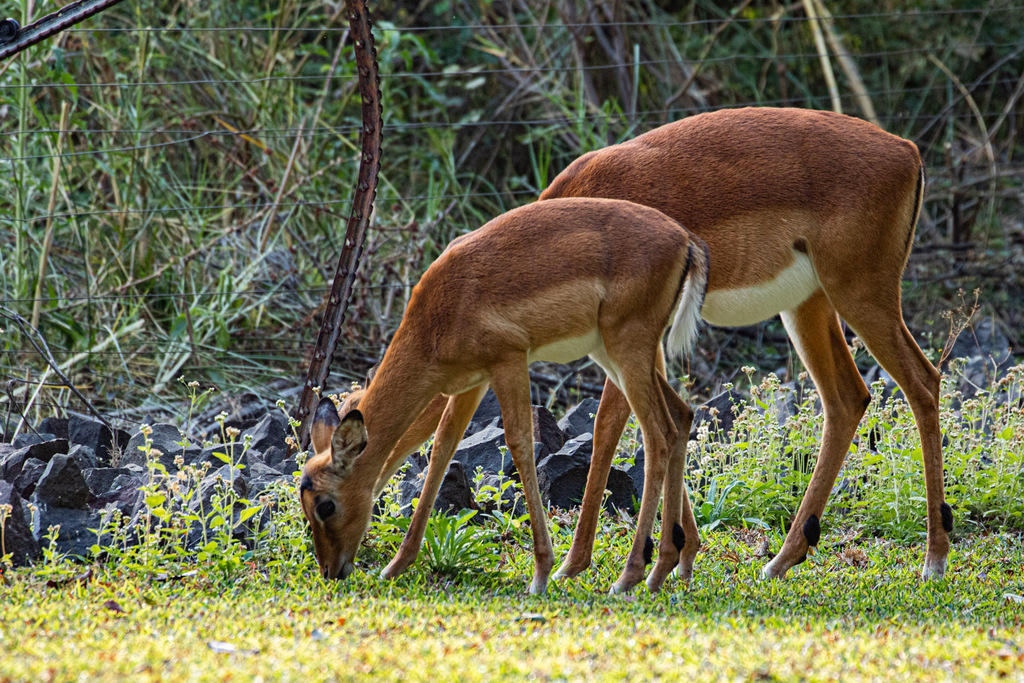 Common Impala from Royal Livingstone Hotel grounds, Zambia on June 30 ...