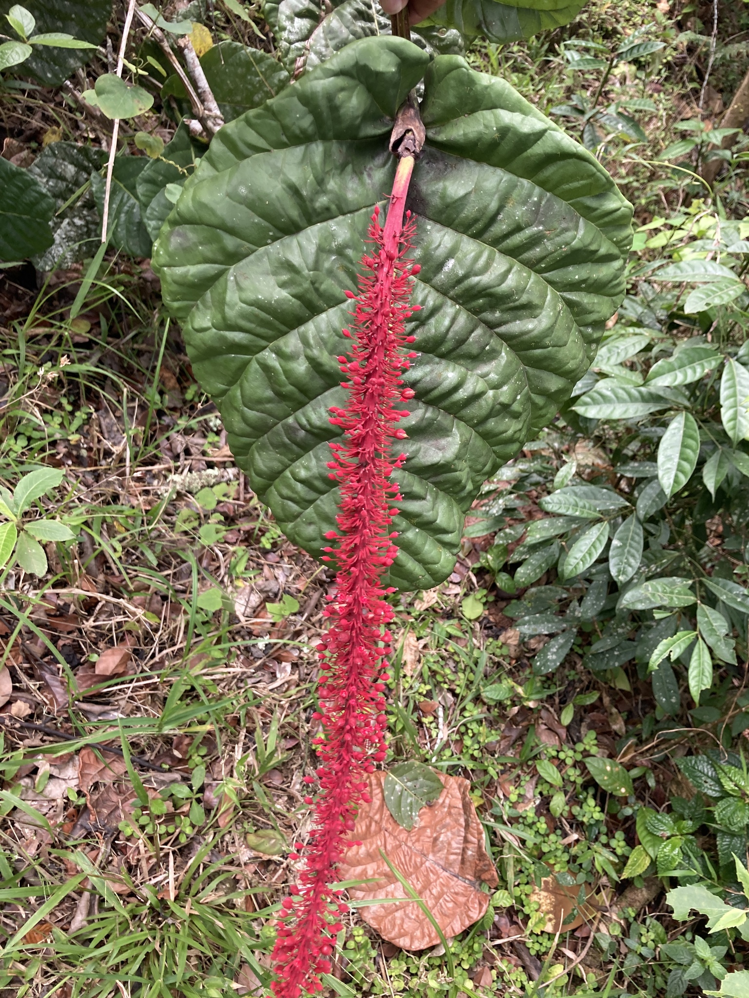 Coccoloba rugosa Desf.