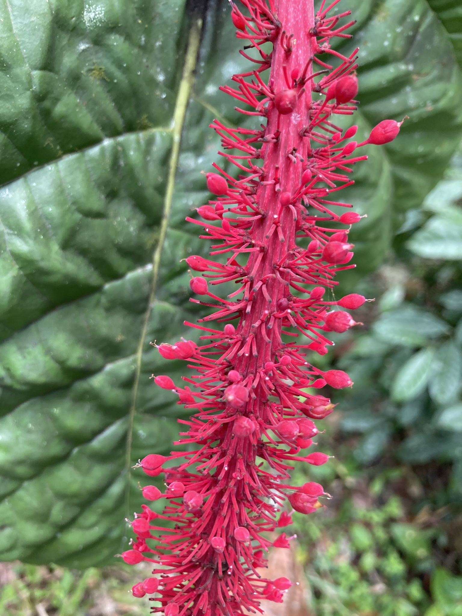 Coccoloba rugosa Desf.