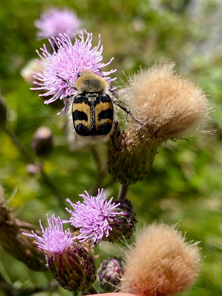 Eurasian Bee Beetle from 7402 Bonaduz, Schweiz on July 11, 2022 at 10: ...