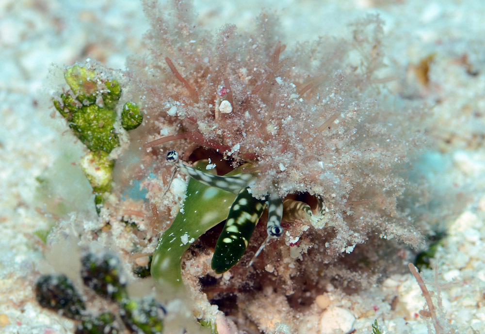 Common Spider Conch from Kwajalein Atoll, RMI on December 3, 2012 by ...